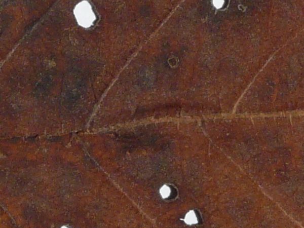 texture 0025 - Texturelib